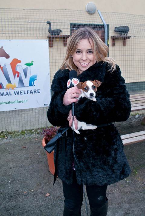 PHOTOS: Animal Welfare Store - Media - I Love Limerick