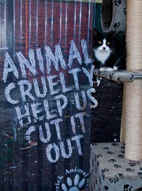PHOTOS: Animal Welfare Store - Media - I Love Limerick