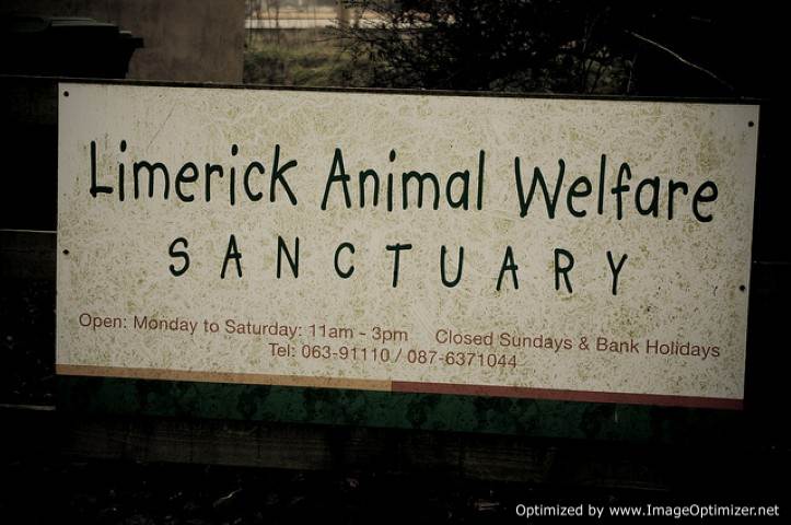 PHOTOS: Animal Welfare Store - Media - I Love Limerick