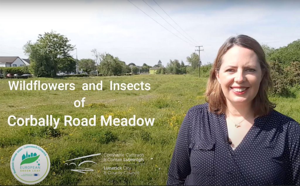 WATCH Take a Virtual Tour of Corbally Wildflower Meadow