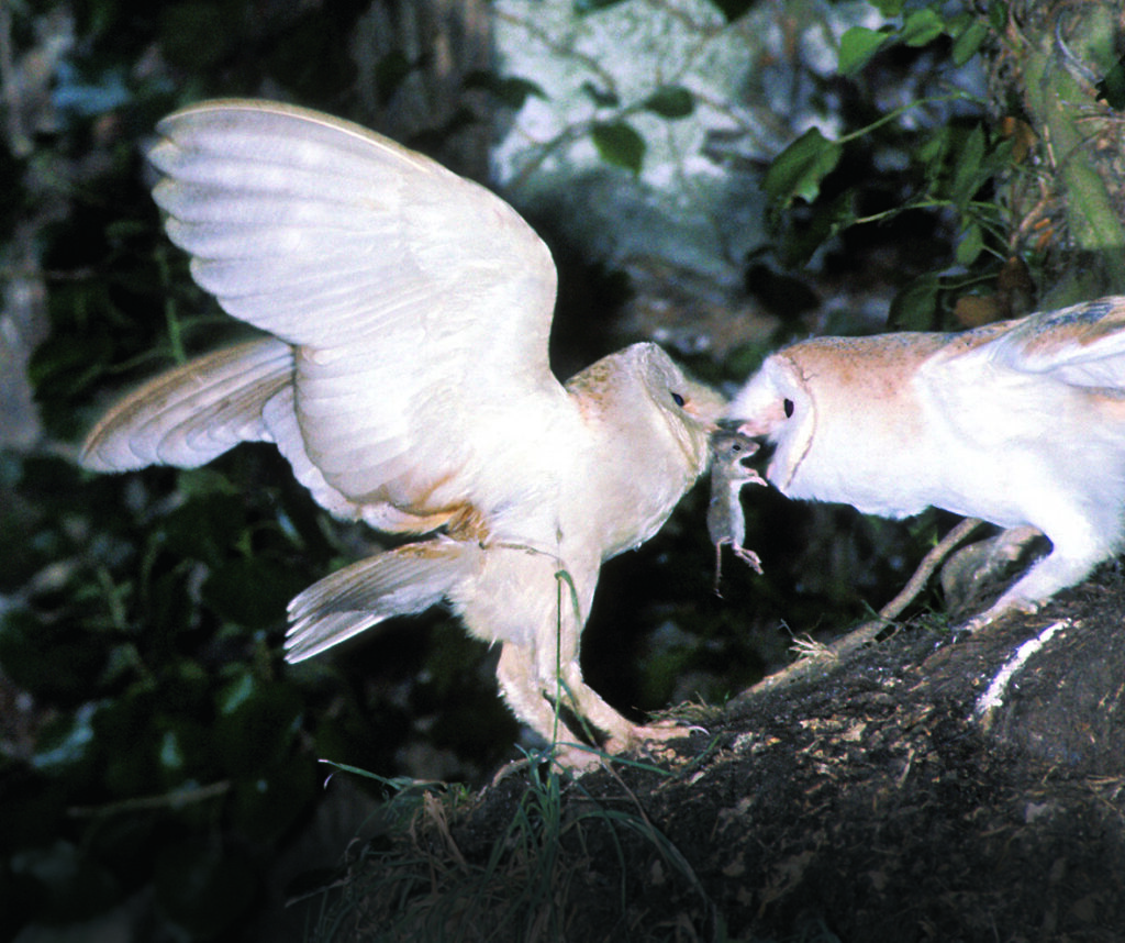 BirdWatch Ireland launch Limerick Barn Owl Survey