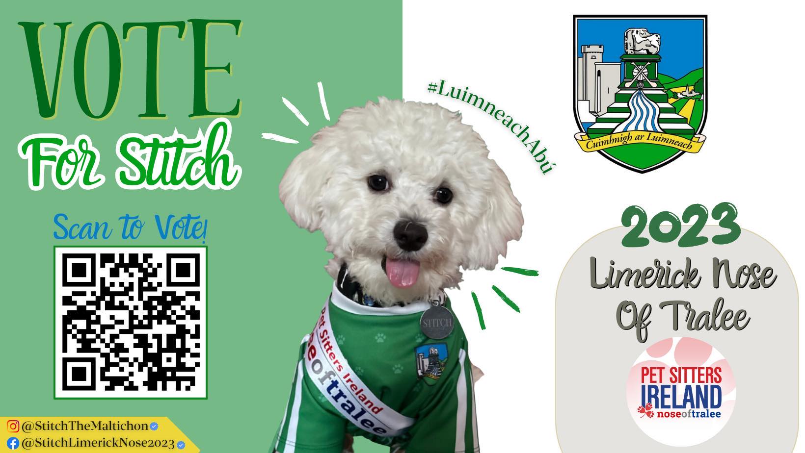 Limerick Maltichon Stitch aiming for the Nose of Tralee