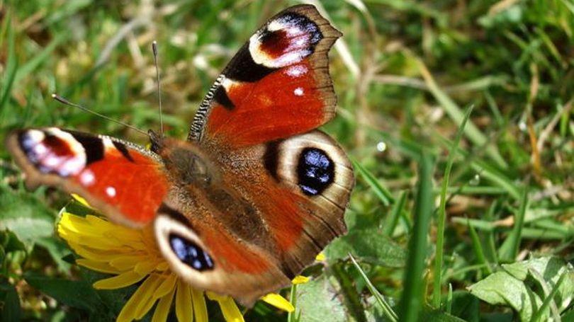 Pollinator Hunt – I Love Limerick
