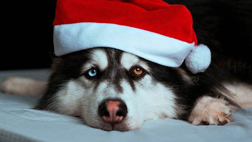 Santa Paws at Wickham Way – I Love Limerick